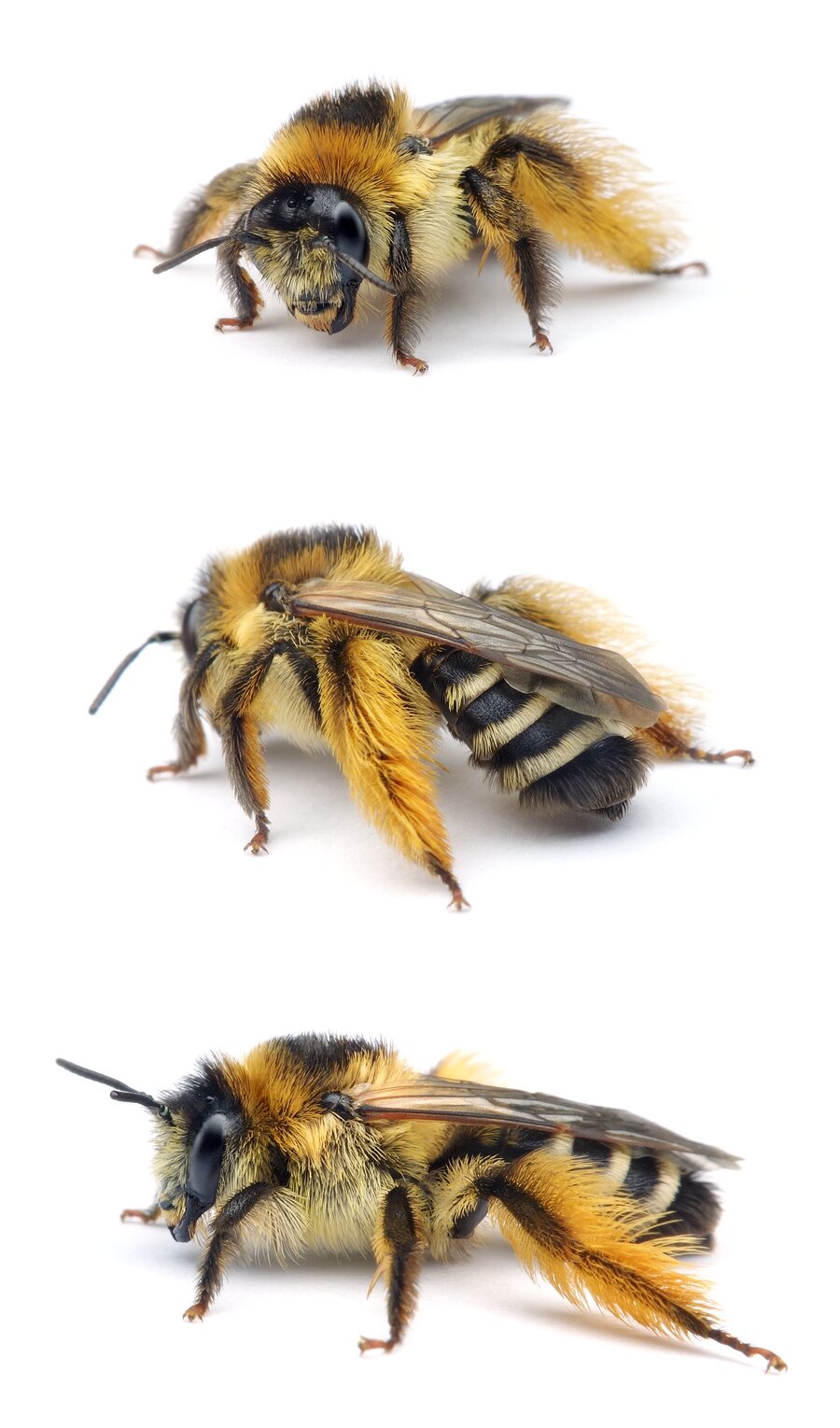 Dasypoda Hosenbienen Wildbienen Fotos Wild Bee Photos Dasypoda Hosenbienen Wildbienen Fotos Wild Bee Photos